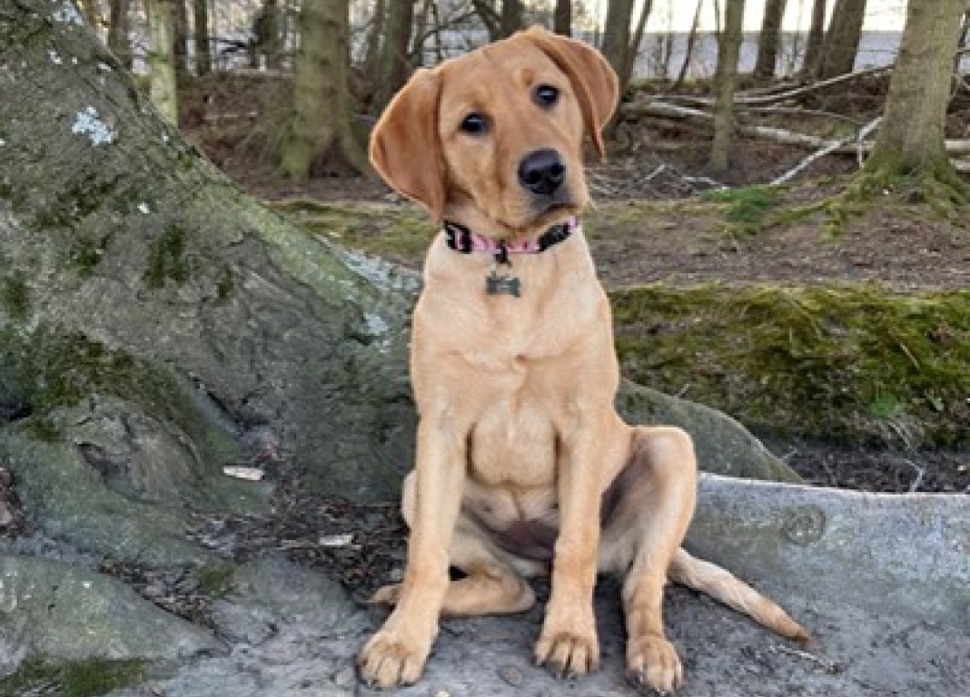 𝐀𝐩𝐫𝐢𝐥 𝟐𝟎𝟐𝟓 𝐃𝐨𝐠 𝐨𝐟 𝐭𝐡𝐞 𝐌𝐨𝐧𝐭𝐡 𝐖𝐢𝐧𝐧𝐞𝐫! - VetSpec