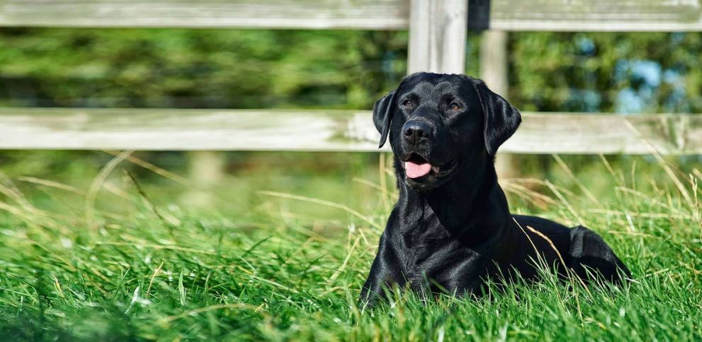 Quality Dog Food & Supplements | VetSpec