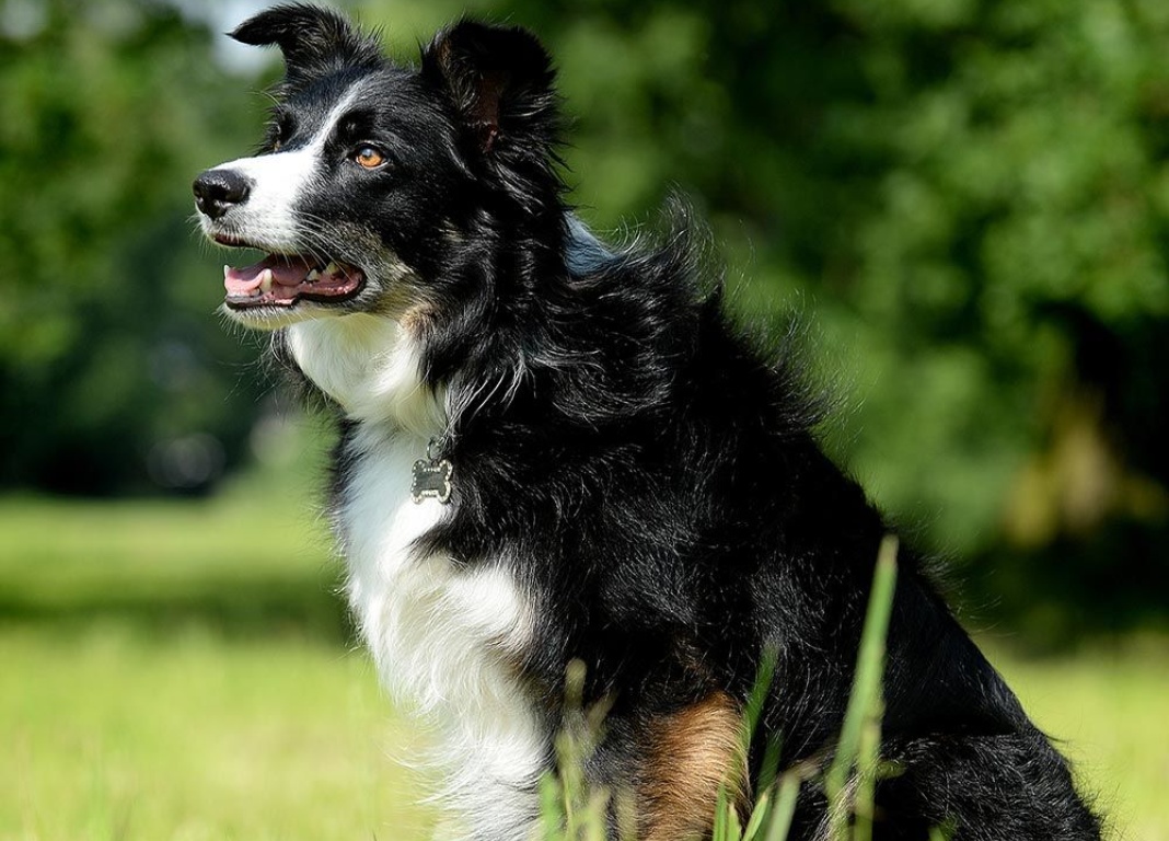 Evie the Working Sheepdog Stays Calm and Focused | Vetspec