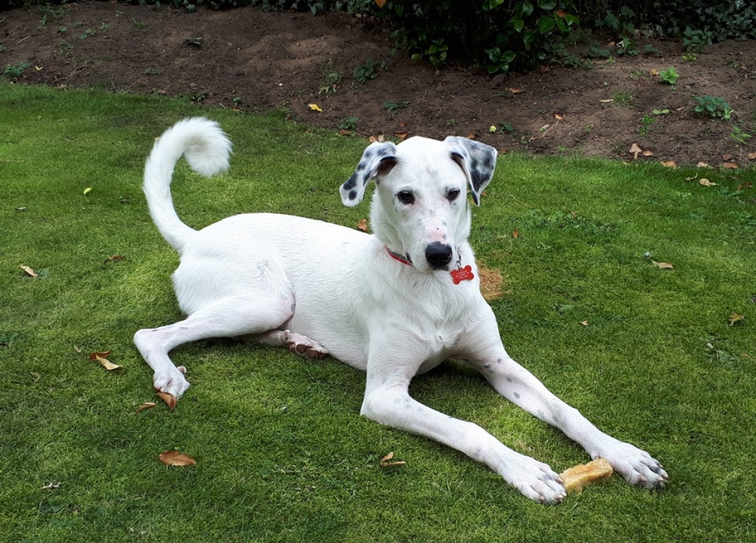 Milo Chills Out In New Home, Thanks To VetSpec Calm & Focused | VetSpec