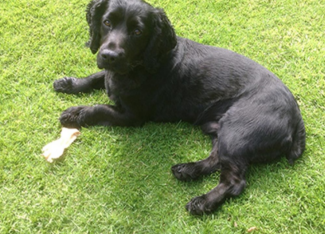 Teddy’s Trim Again With SuperLite Low Calorie Formula! VetSpec