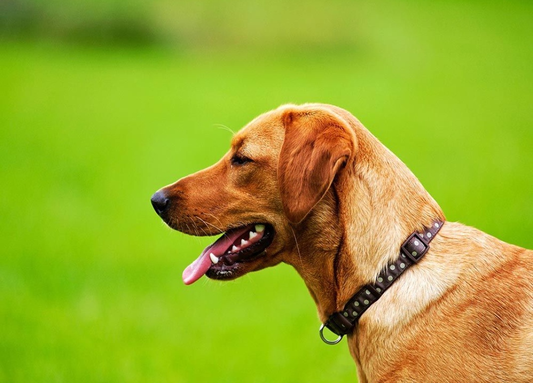 New Super Premium Dog Food - VetSpec